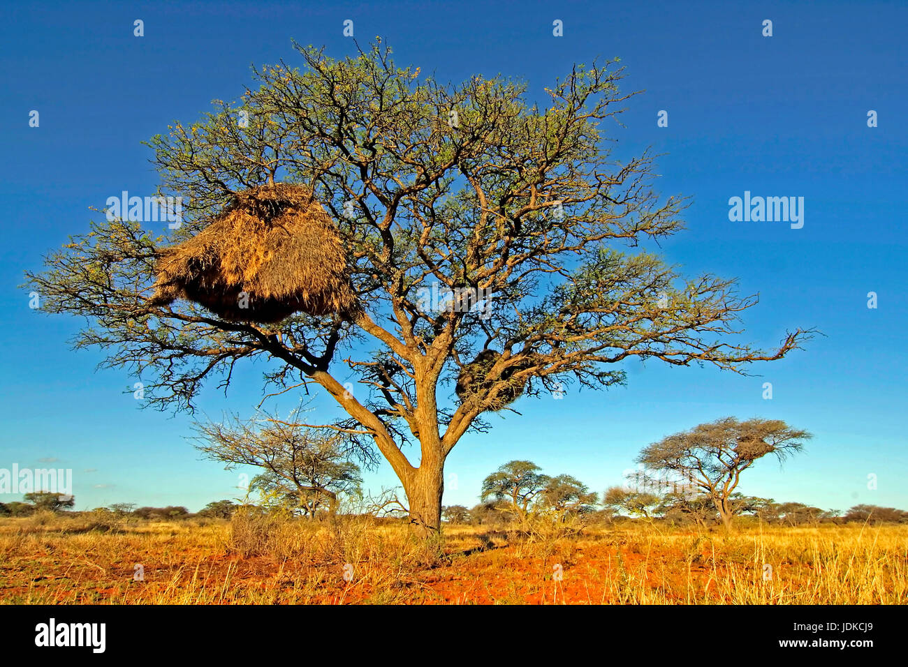 Mokala nationwide parks hi-res stock photography and images - Alamy