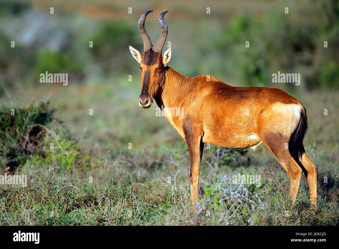 Red cow's antelope - South Africa, Rote Kuhantilope - Suedafrika Stock ...