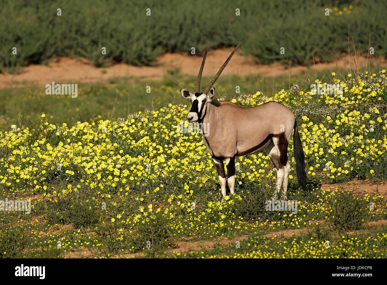 Gemsbok, Oryx antelope, Oryx-Antilope Stock Photo - Alamy