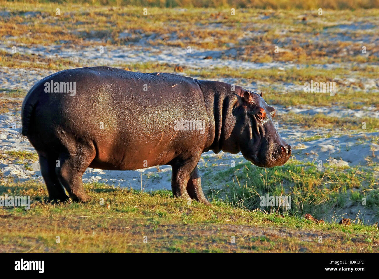 Nile horse in the Chobe Nationwide park in Botswana, Nilpferd im Chobe ...