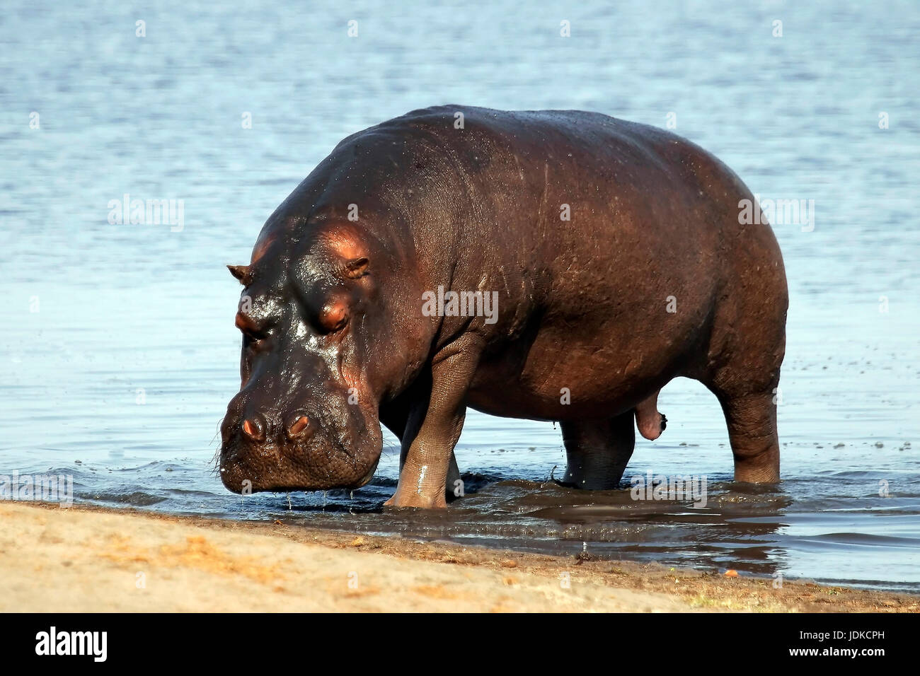 Nile horse in the Chobe Nationwide park in Botswana, Nilpferd im Chobe National Park in Botswana ...