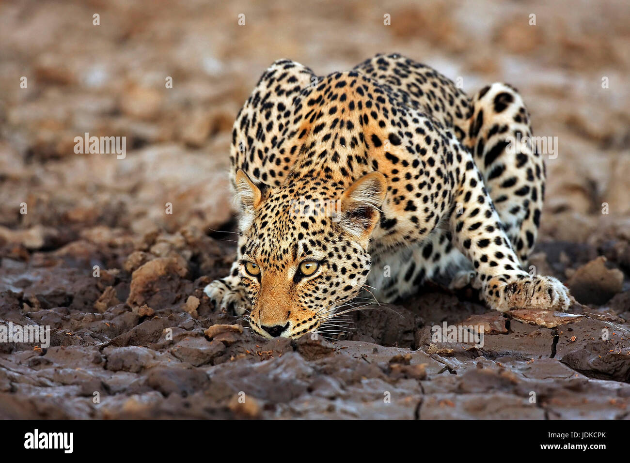 Trinkt wasser hi-res stock photography and images - Alamy