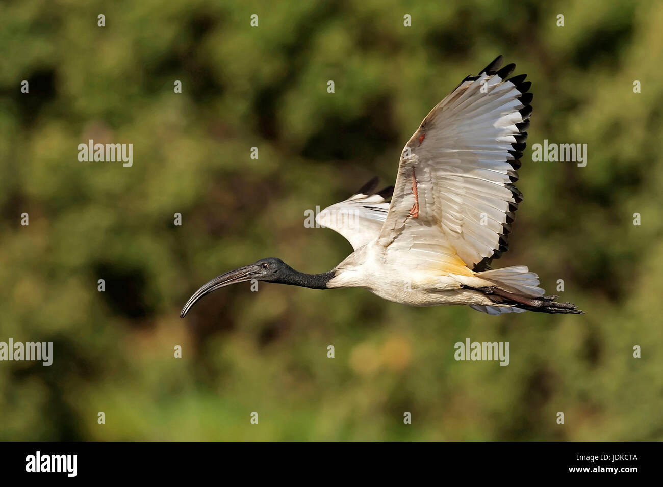 Holy ibis, Intaka Iceland, Africa, Heiliger Ibis, Intaka Island, Afrika ...