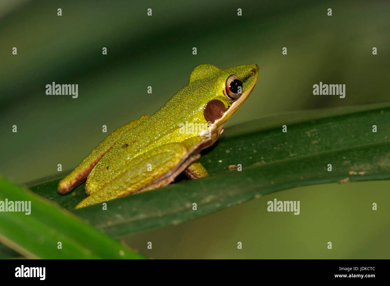 White lip frog, Hyiarana galamensisgalamensis, Weisslippenfrosch Stock ...