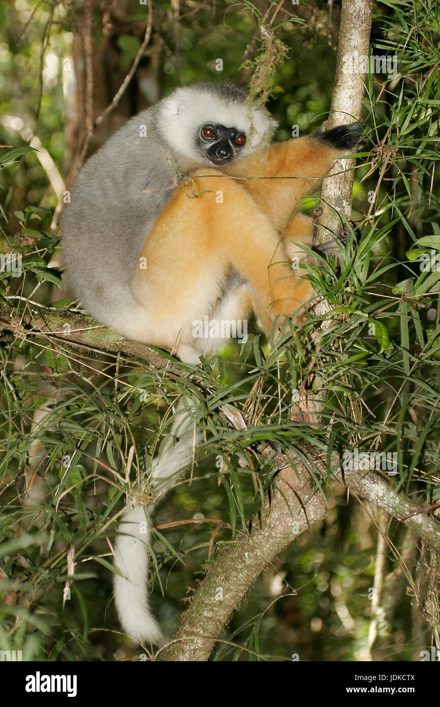 Diadem Sifaka, Prophithecus diadema Stock Photo - Alamy