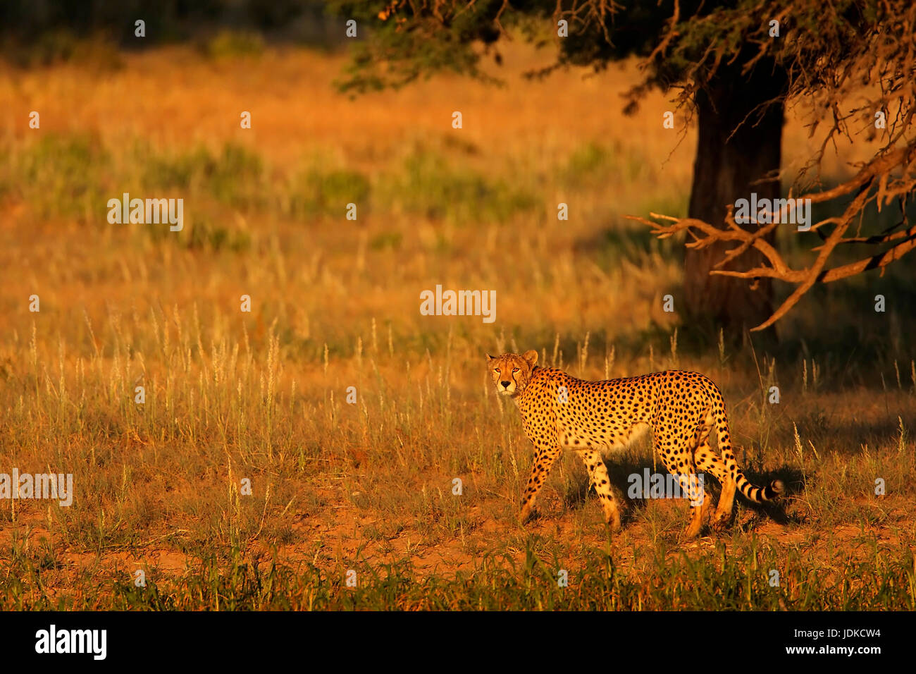 Gepard wildtiere hi-res stock photography and images - Alamy