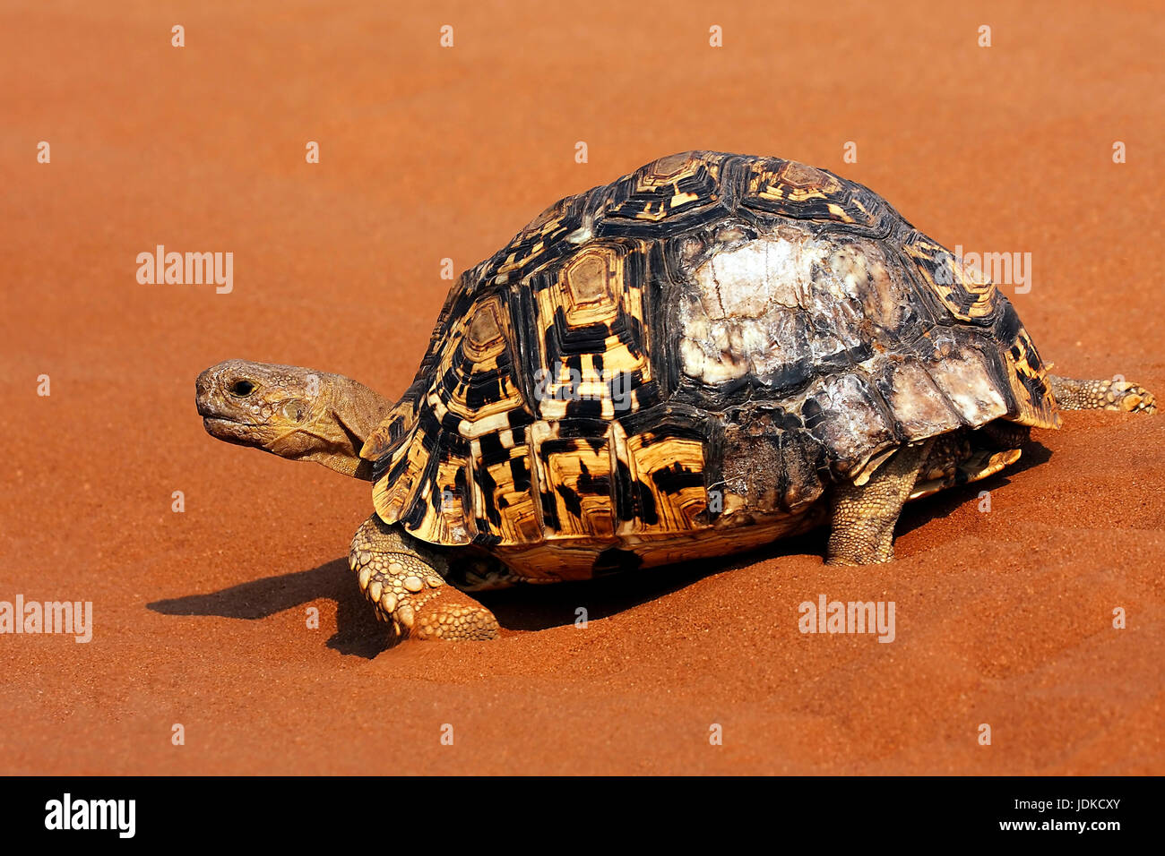 Leopards tortoise hi-res stock photography and images - Alamy