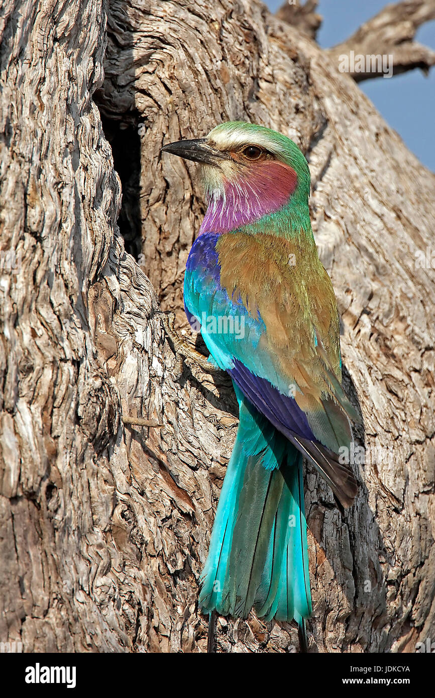 Racke bird hi-res stock photography and images - Alamy