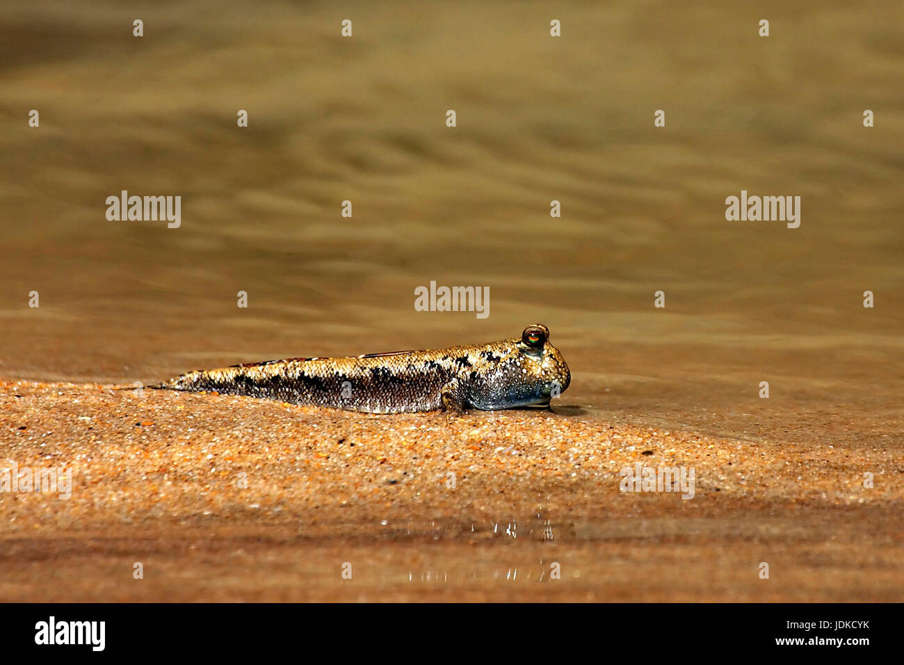 Mud jumper, Schlammspringer Stock Photo - Alamy