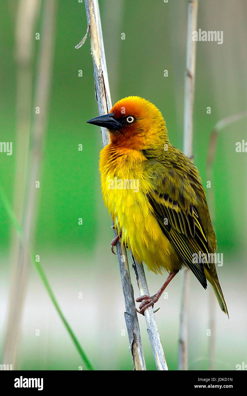 Webervogel hi-res stock photography and images - Alamy