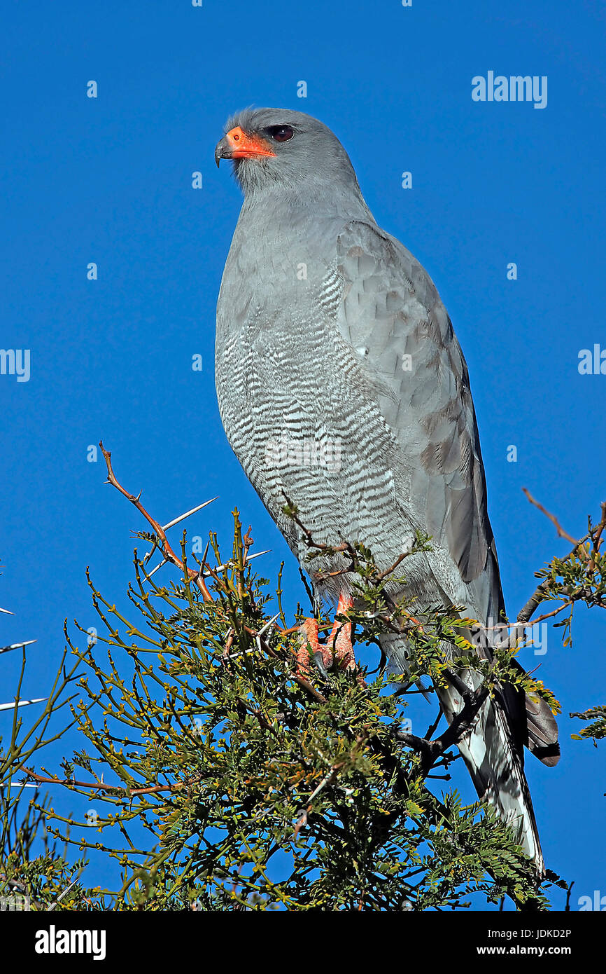White rump hawk on seat vantage point-South Africa, Weissbuerzelhabicht ...