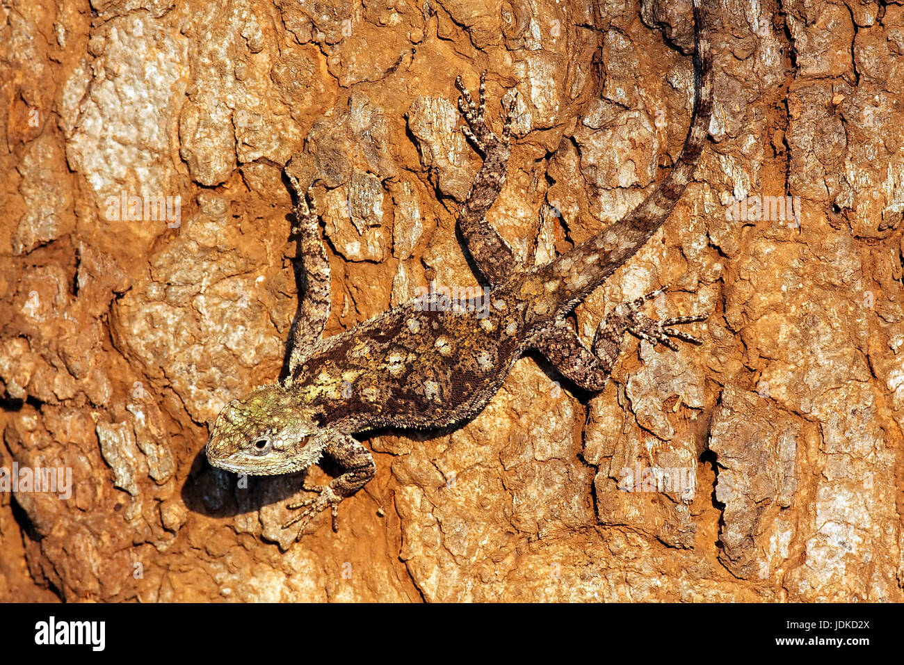Agama armata hi-res stock photography and images - Alamy