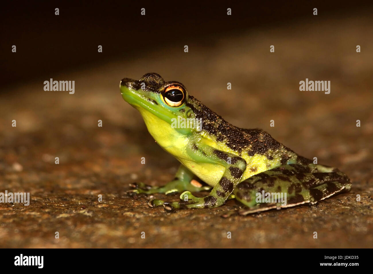 Grasshoppers frog hi-res stock photography and images - Alamy