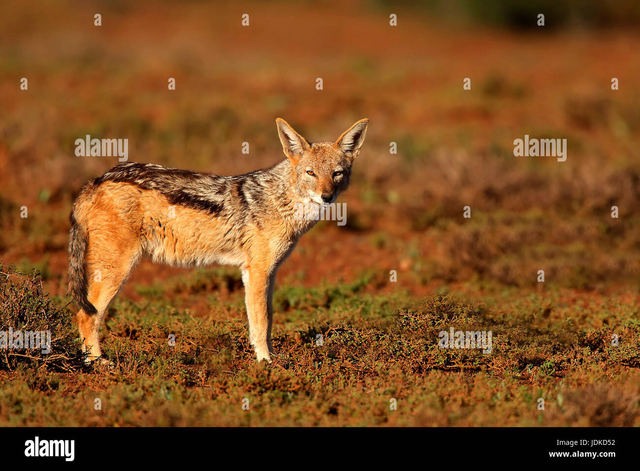 Jackal - Black-backed Jackal, Schakal - Black-backed Jackal Stock Photo ...