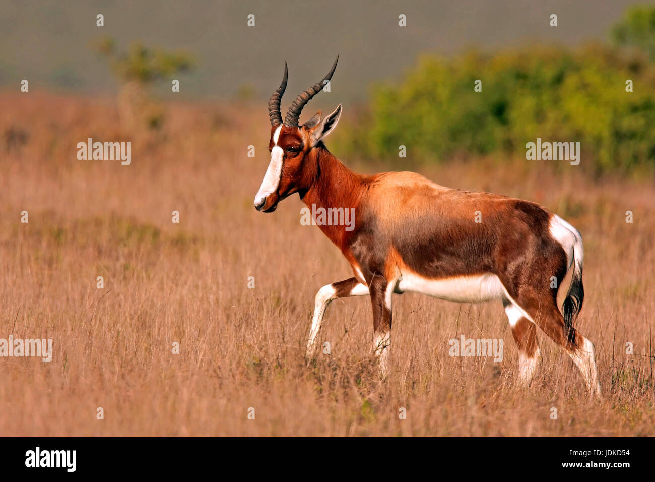 Coloured goat - Antelope - Africa, Buntbock - Antelope - Afrika Stock ...