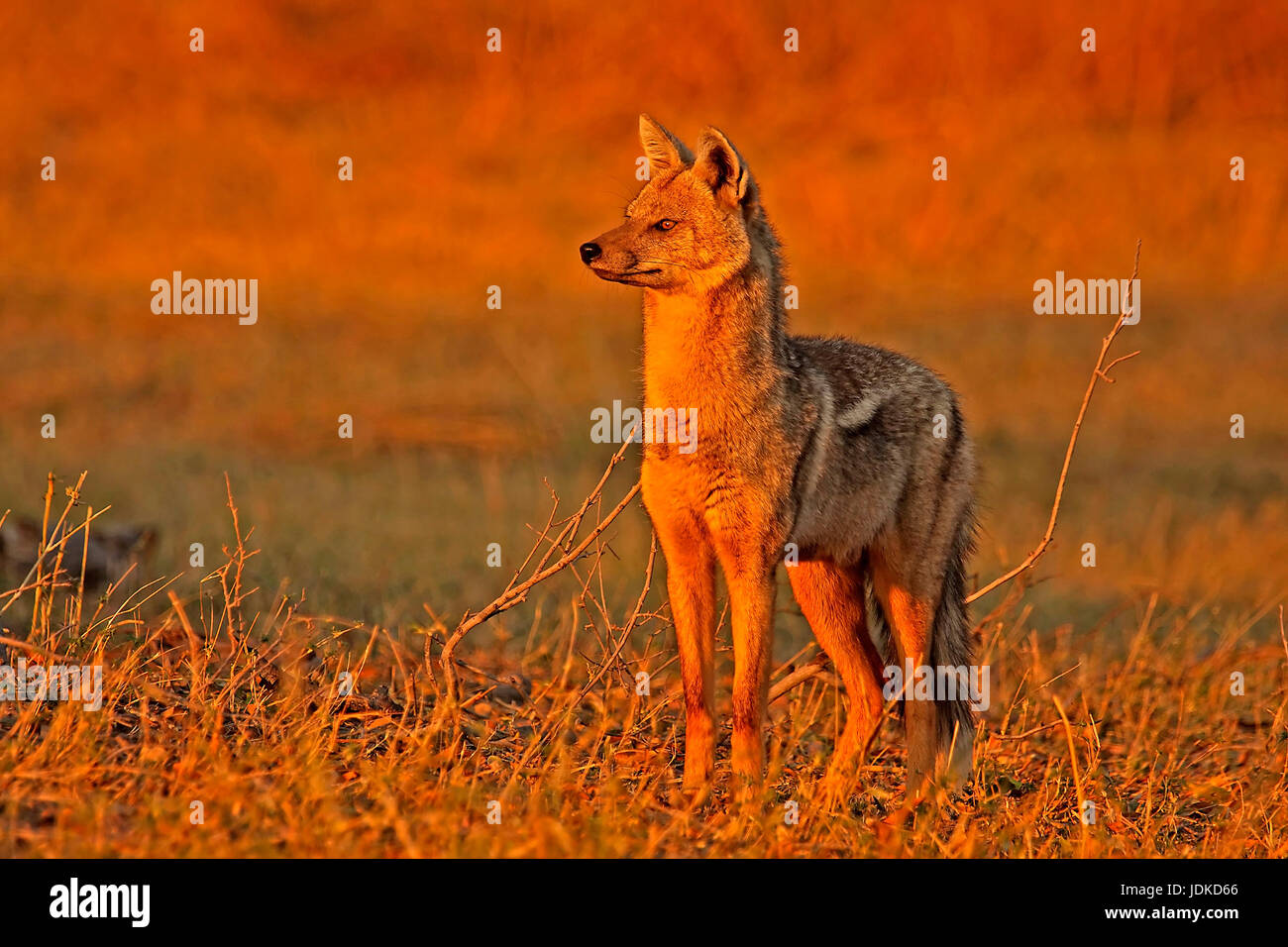 Side stripe jackal hi-res stock photography and images - Alamy
