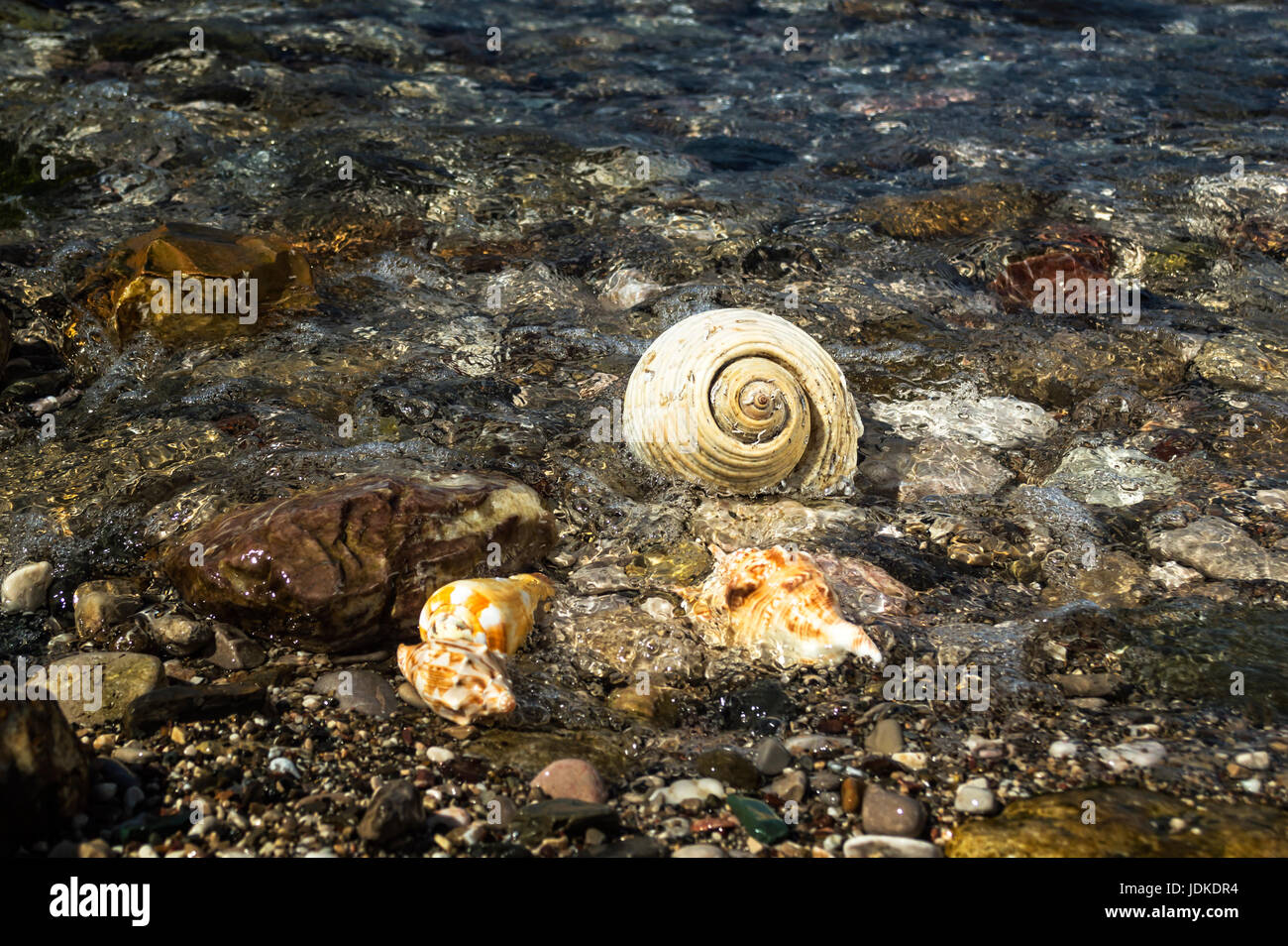 Sea shells on the beach. Shallow depth of field Stock Photo - Alamy