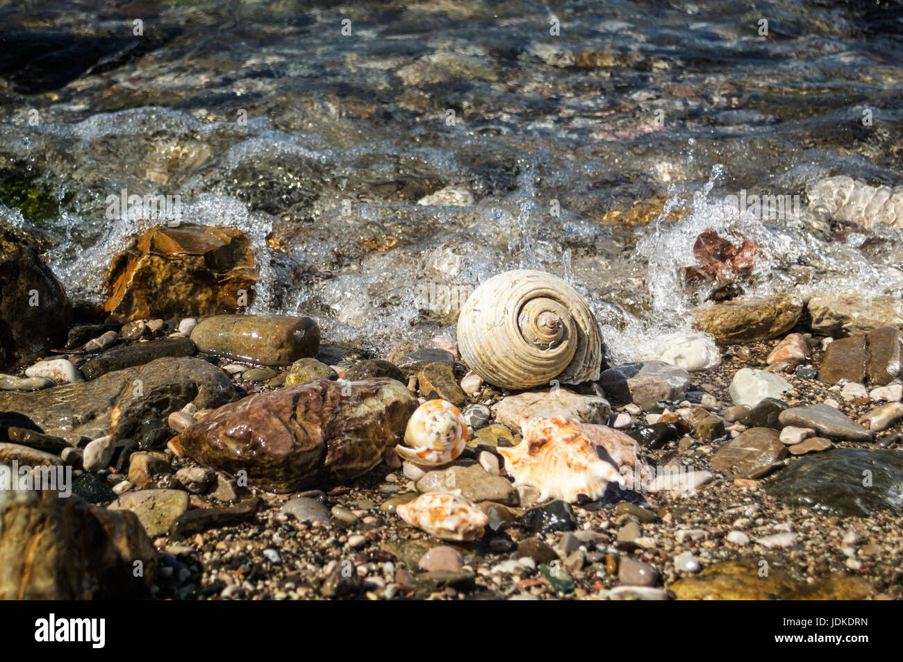 Sea shells on the beach. Shallow depth of field Stock Photo - Alamy