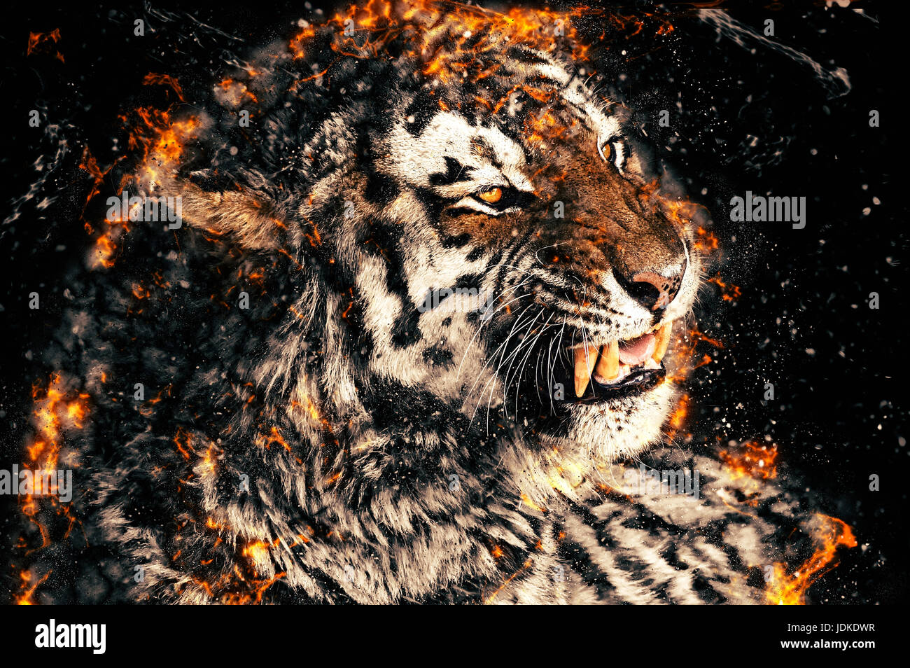 Close up of a tiger face with bare teeth of Bengal Tiger, fire ...