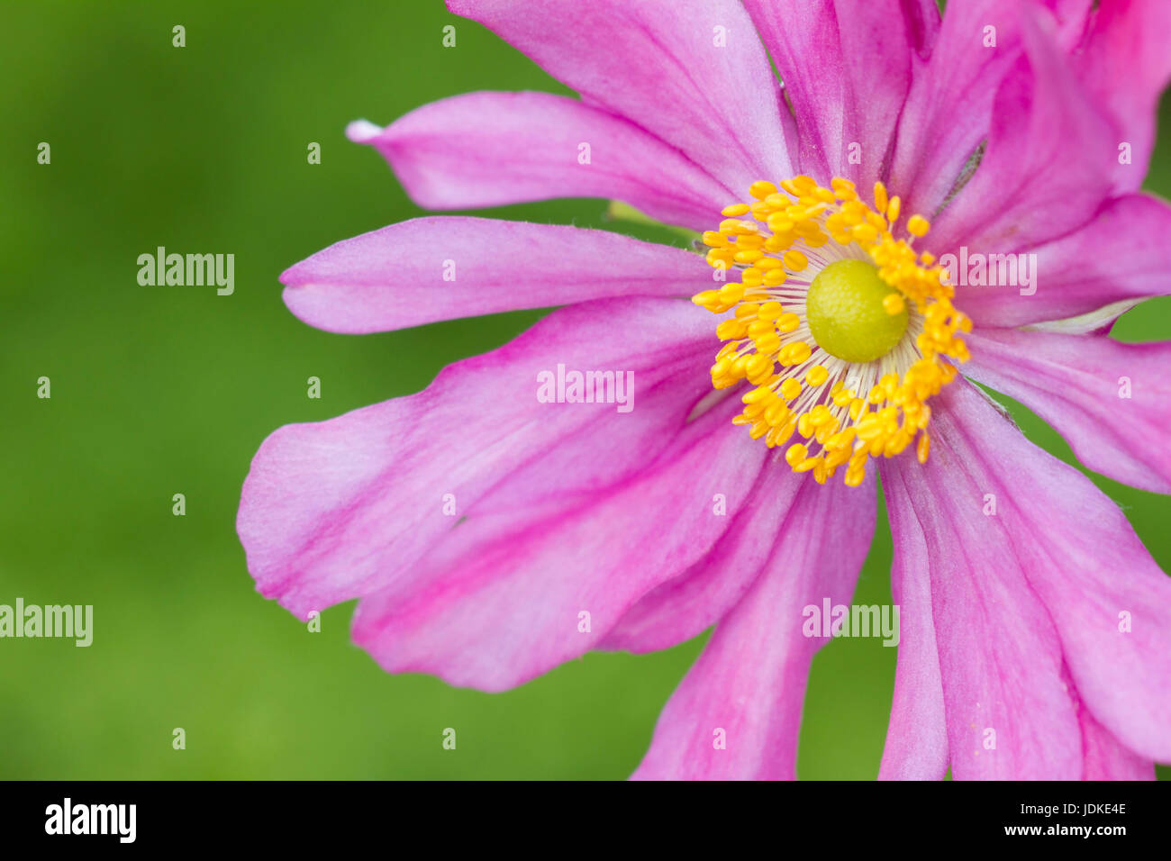 pink blossom, rosa Blüte Stock Photo - Alamy
