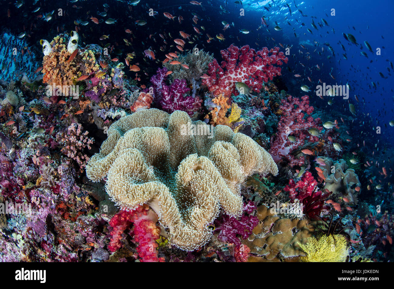Species-rich Coral Reef, Raja Ampat, West Papua, Indonesia Stock Photo ...