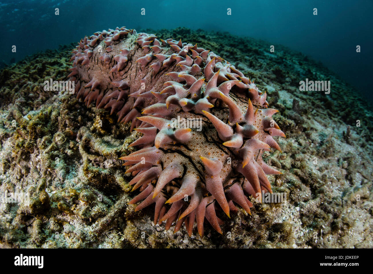 Pineapple Sea Sucumber, Thelenota ananas, Raja Ampat, West Papua ...
