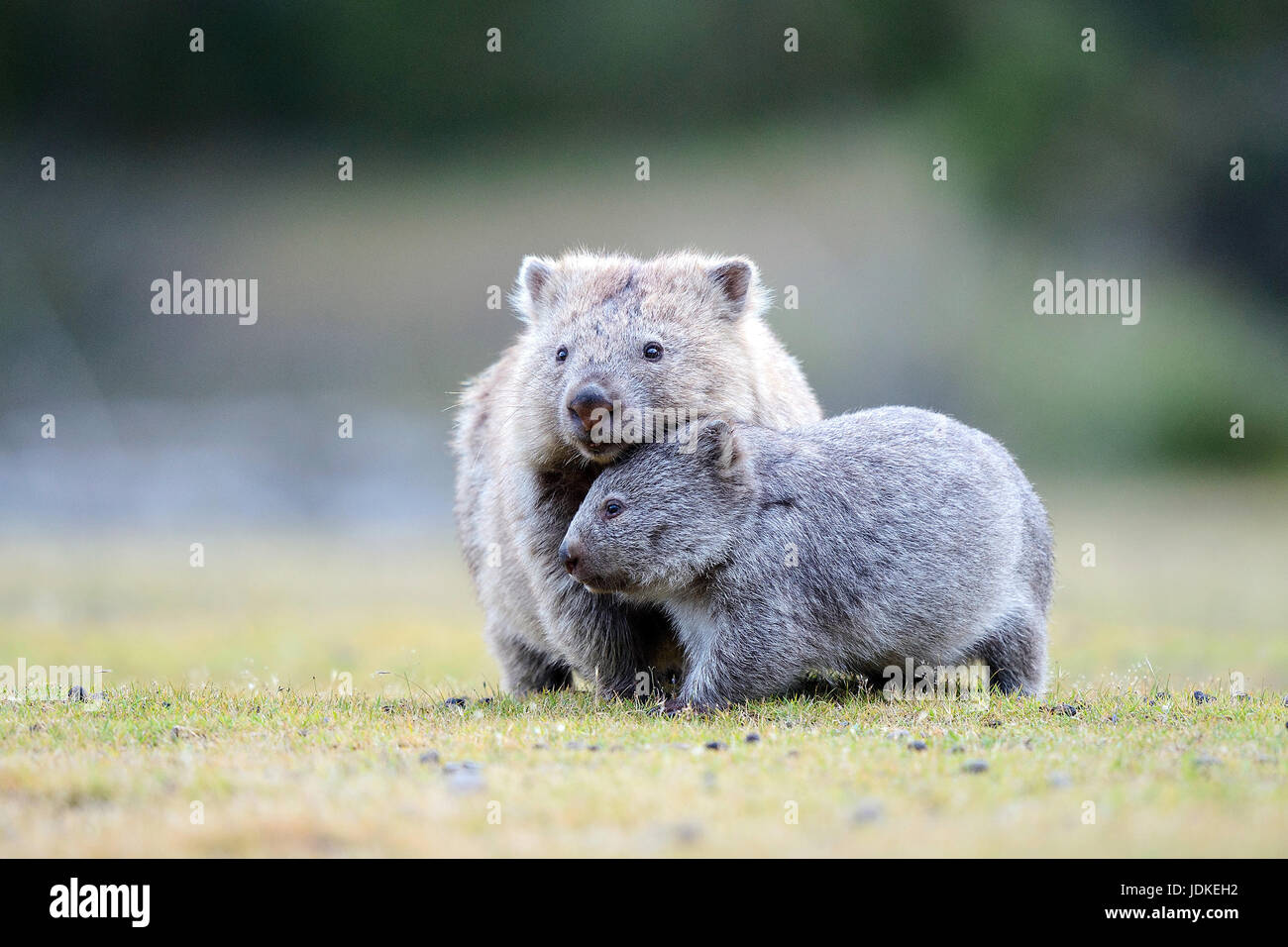 Wombats mother and young australia hi-res stock photography and images ...