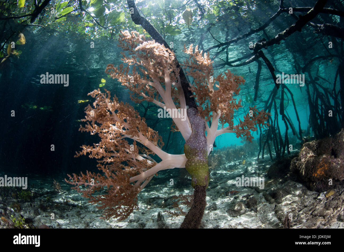 Corals growing in Mangroves, Litophyton arboreum, Raja Ampat, West ...