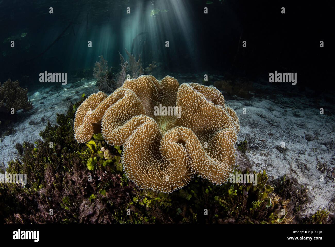 Mushroom Soft Coral, Sarcophyton sp., Raja Ampat, West Papua, Indonesia ...