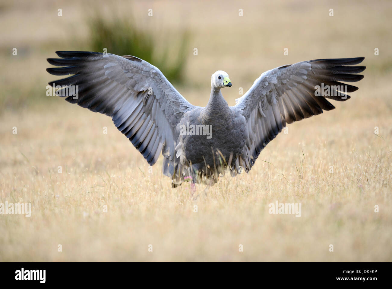 Chicken goose lands with stretched out wings on a meadow, Hühnergans ...
