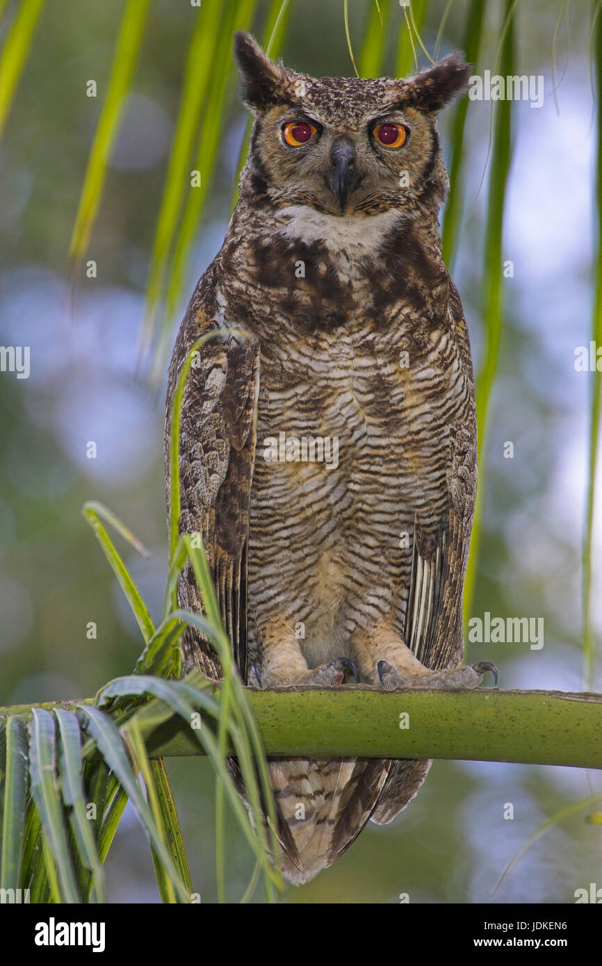 Virginia eagle owl hi-res stock photography and images - Alamy