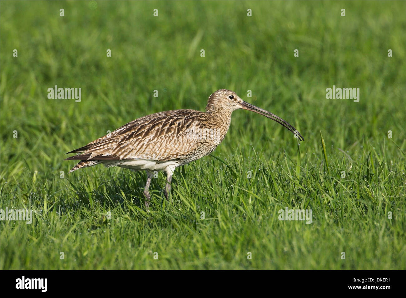 Animals, birds, Watvoegel, big curlew, Animals, Birds, Curlew ...