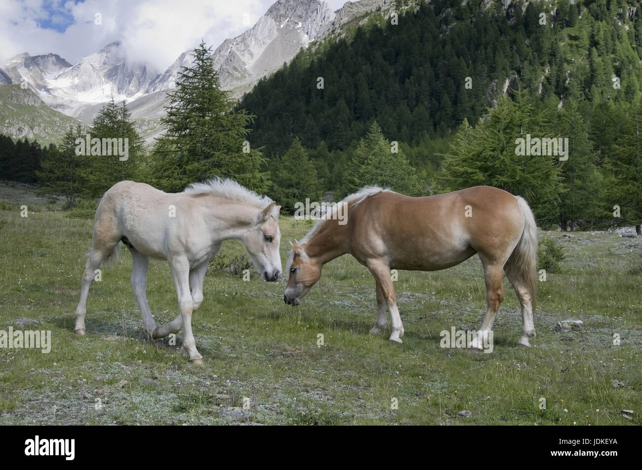 Haflinger horse with foal, Haflinger horse and foal, Haflinger Pferd ...