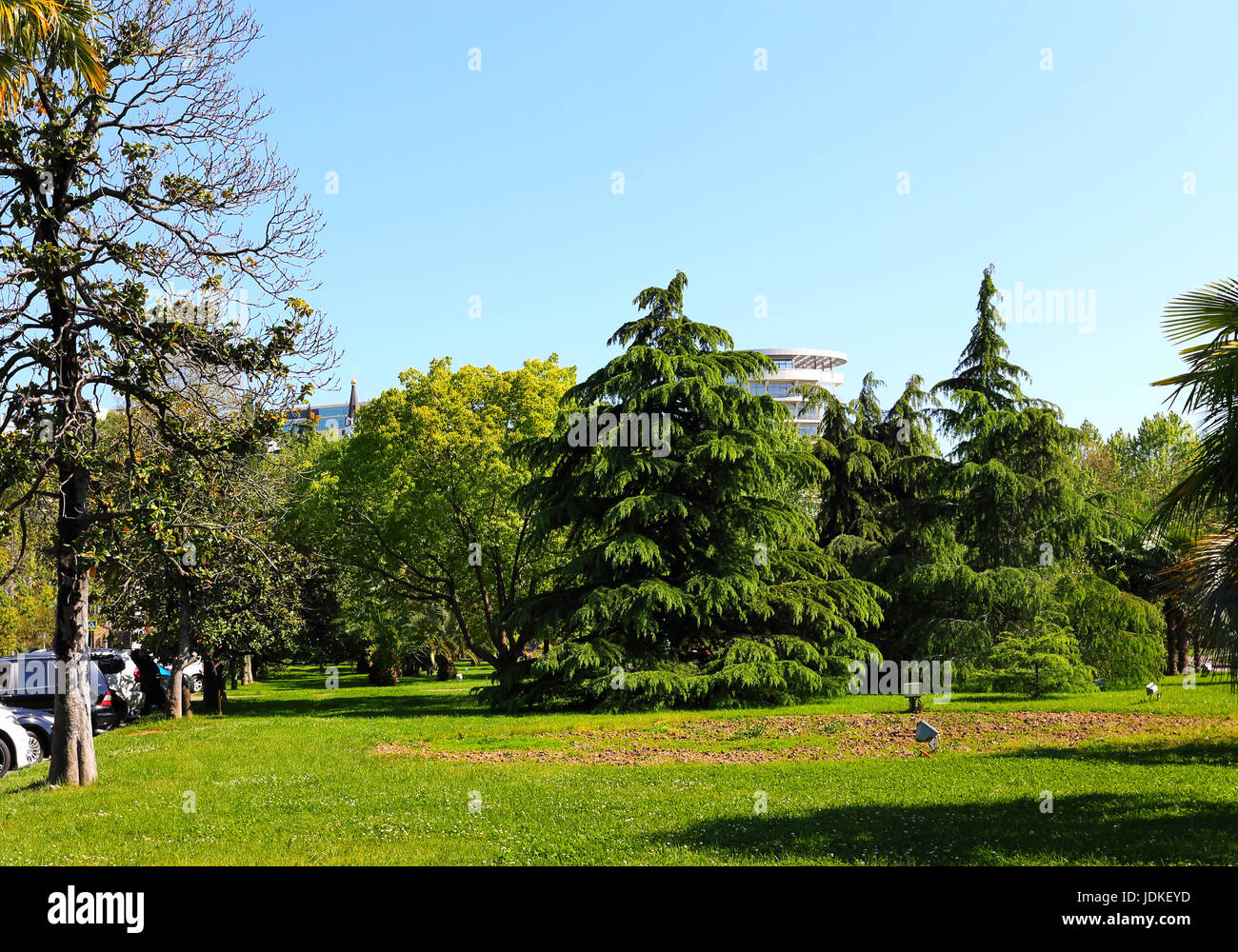 Subtropical plants hi-res stock photography and images - Alamy