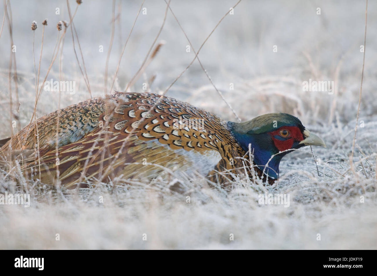 Pheasant, Phasianus colchicus, Pheasant, pheasant portrait in the ...