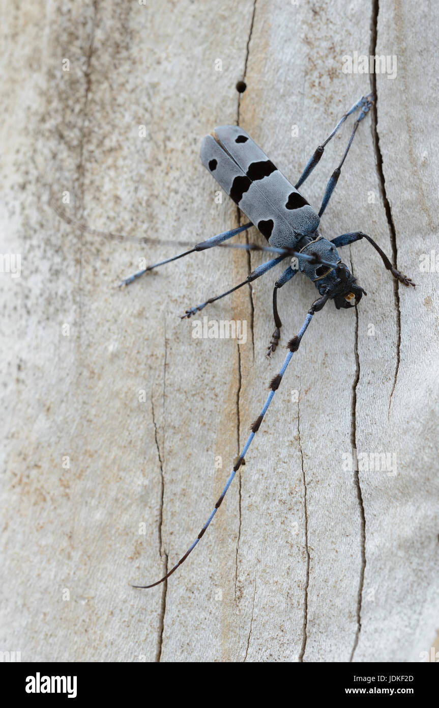 Nightmare goat sits on the trunk of a dead sycamore, Alpenbock sitzt ...