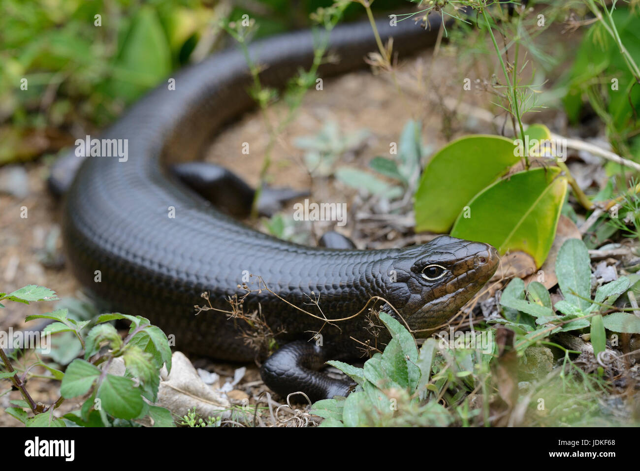 Riesen echsen hi-res stock photography and images - Alamy