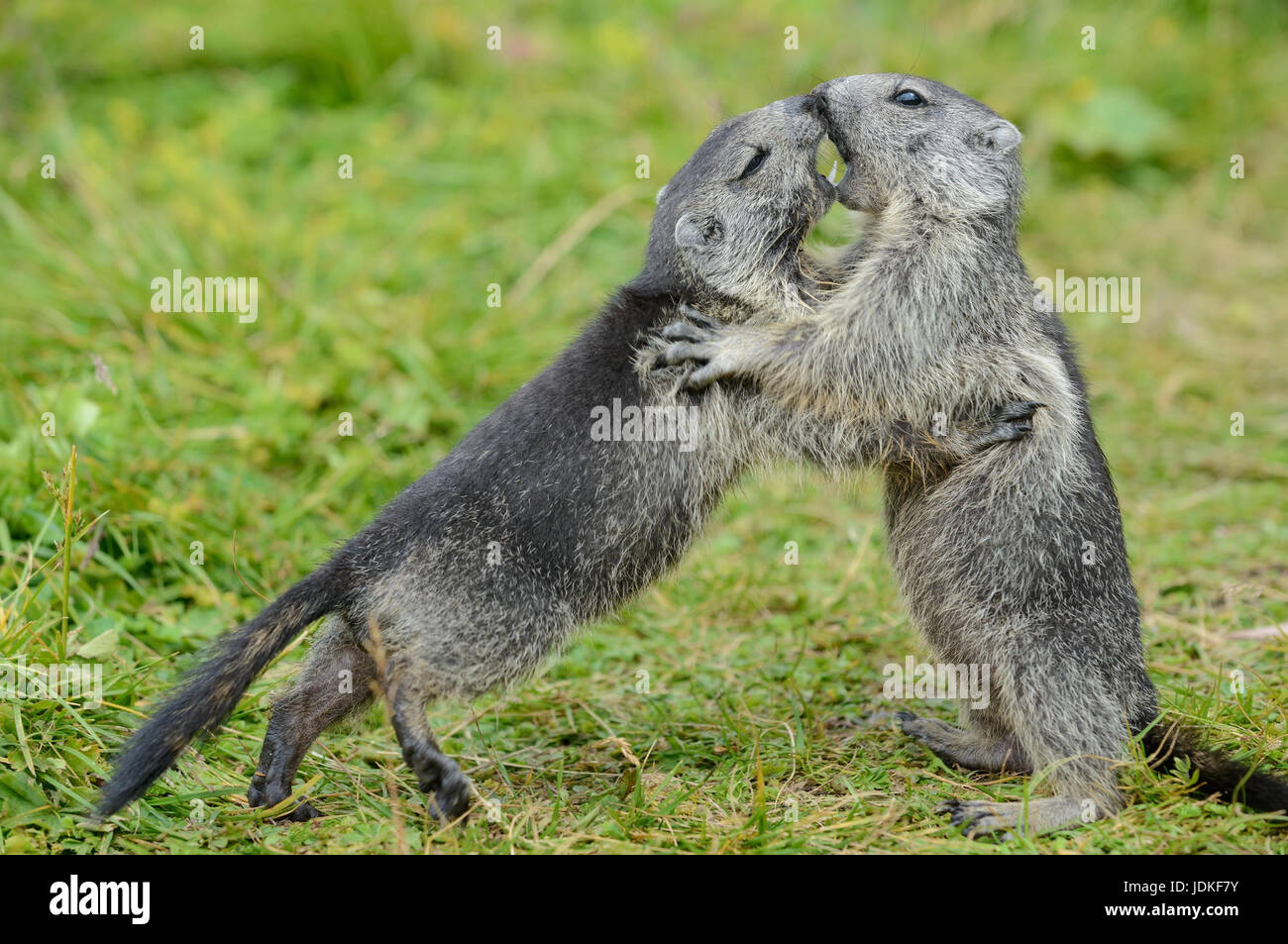 Alp, the Alps, nightmare animals, Outside, field recording, mountains ...