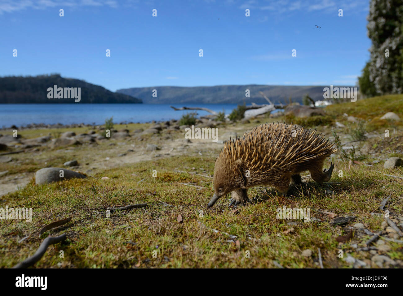 Ant hedgehog goes along on the shore of a lake, Ameisenigel geht am ...