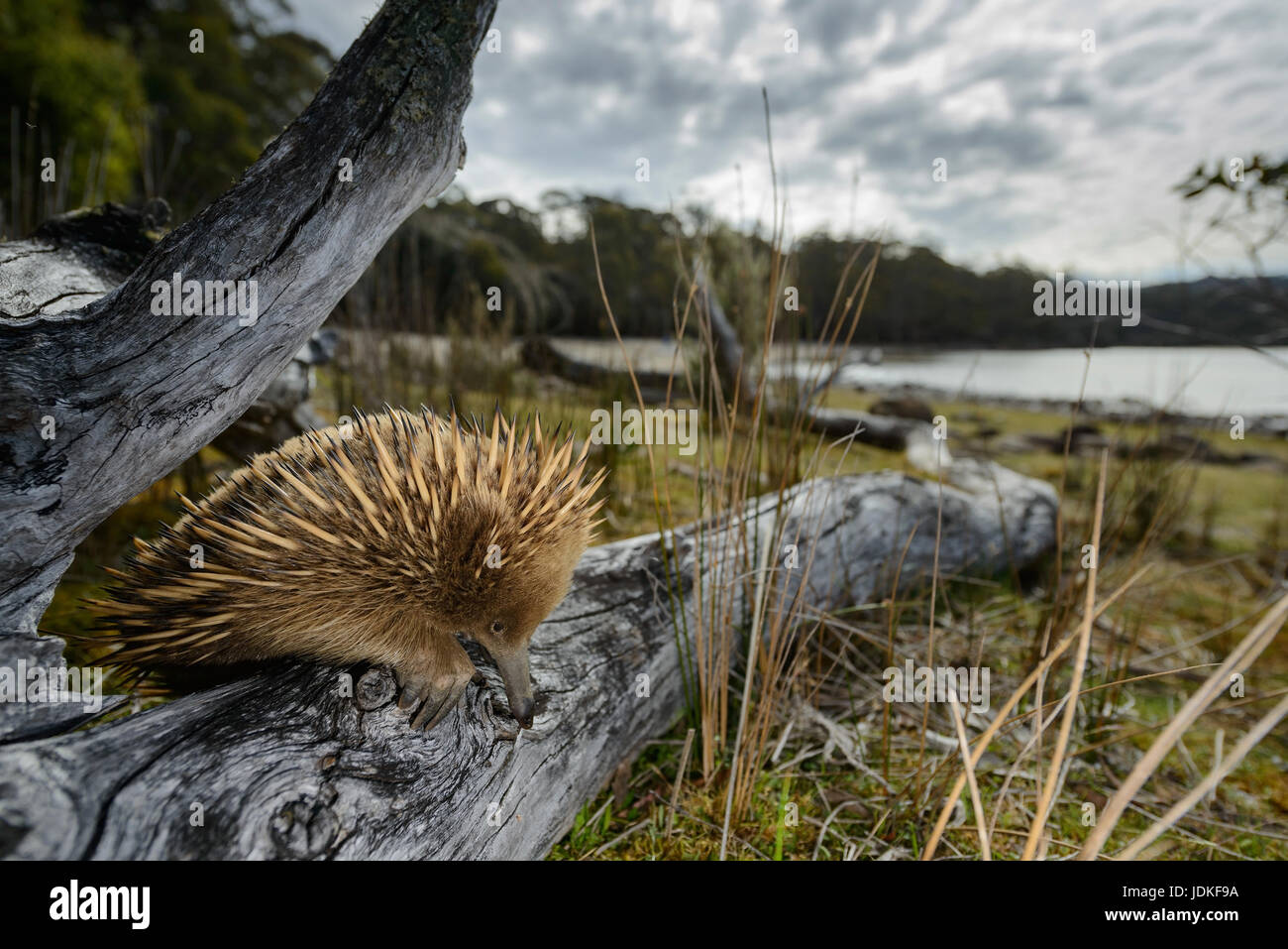 Ant hedgehog rises about a trunk lying on the ground, Ameisenigel ...