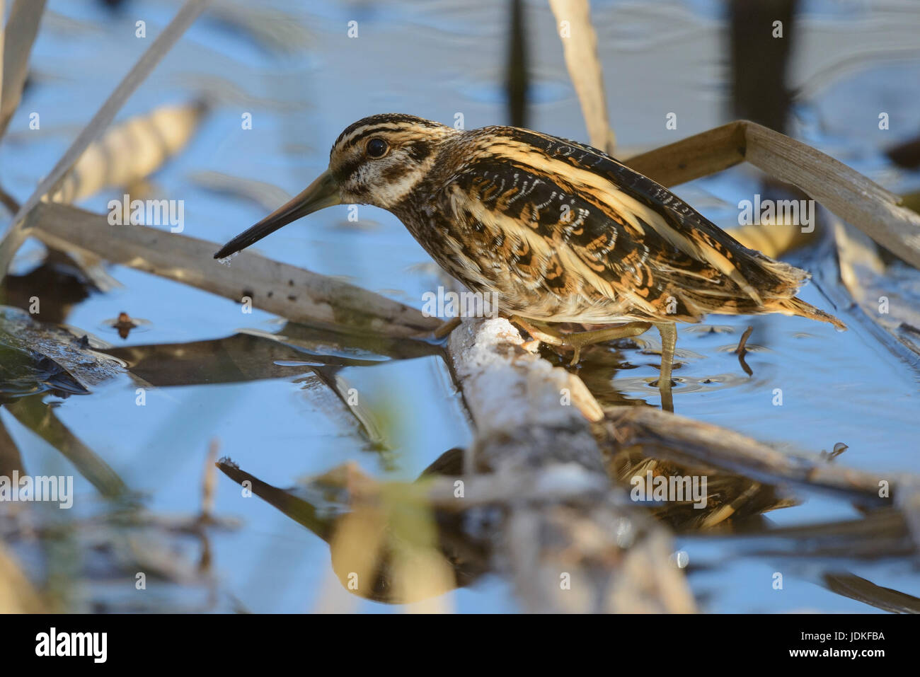 Midget snipe stands in the shallows between dead marsh plants ...