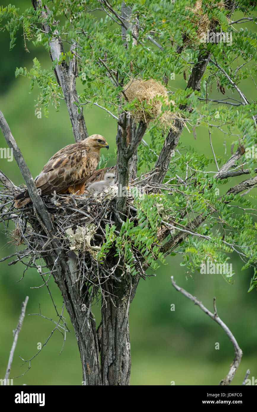 Long-legged buzzard sits in the nest, Adlerbussard sitzt am Horst Stock ...