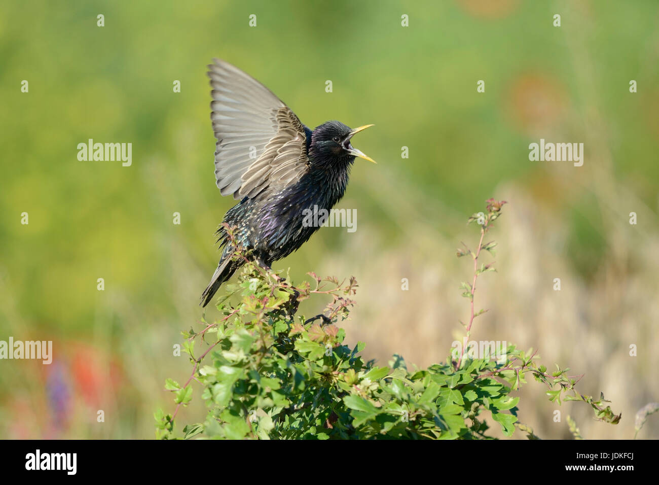 Courting starling little man hits with the wings, Balzendes Staren ...