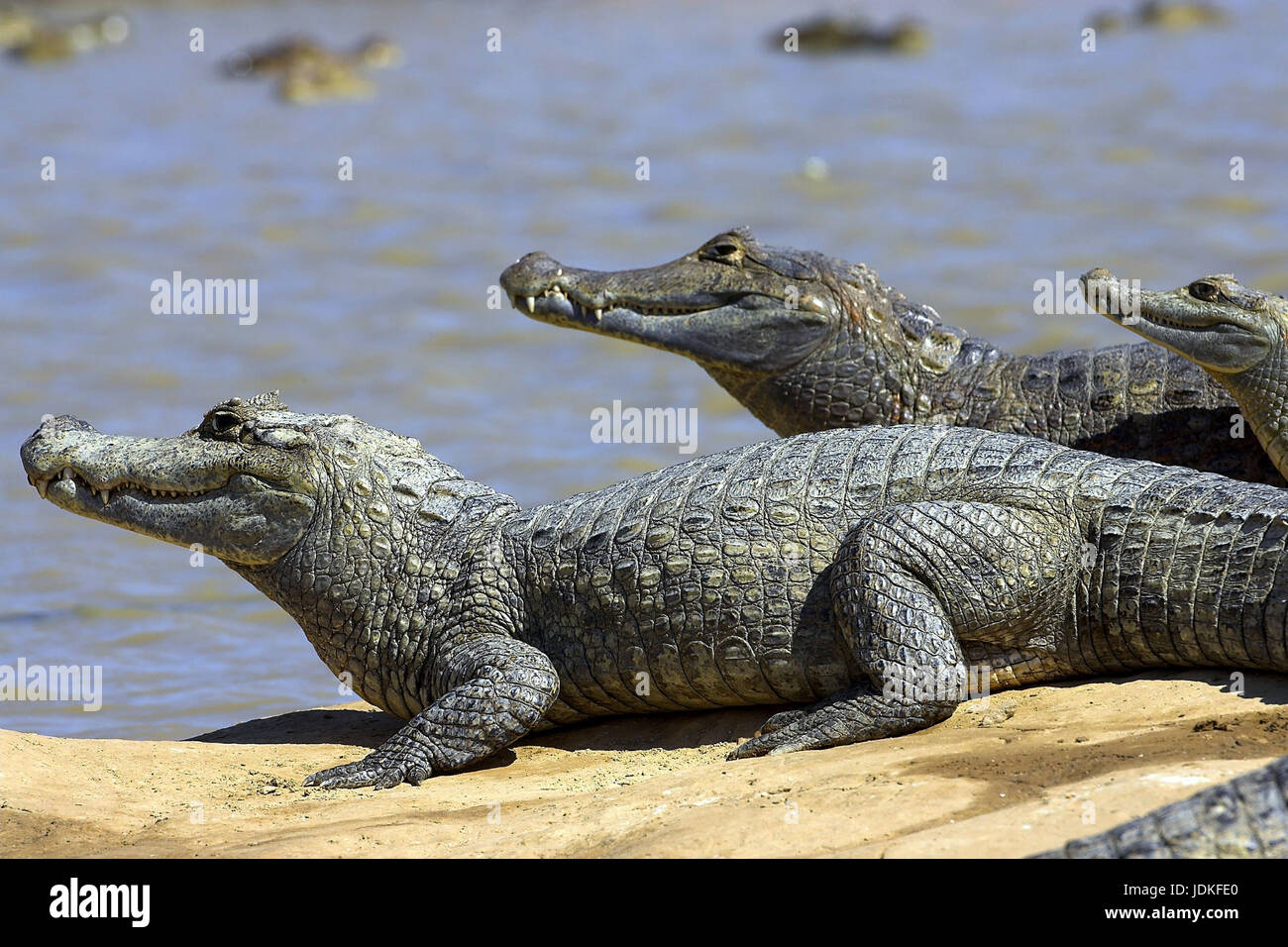 Glasses caymans - Caiman crocodilus - Spectacled Caiman - Venezuela ...