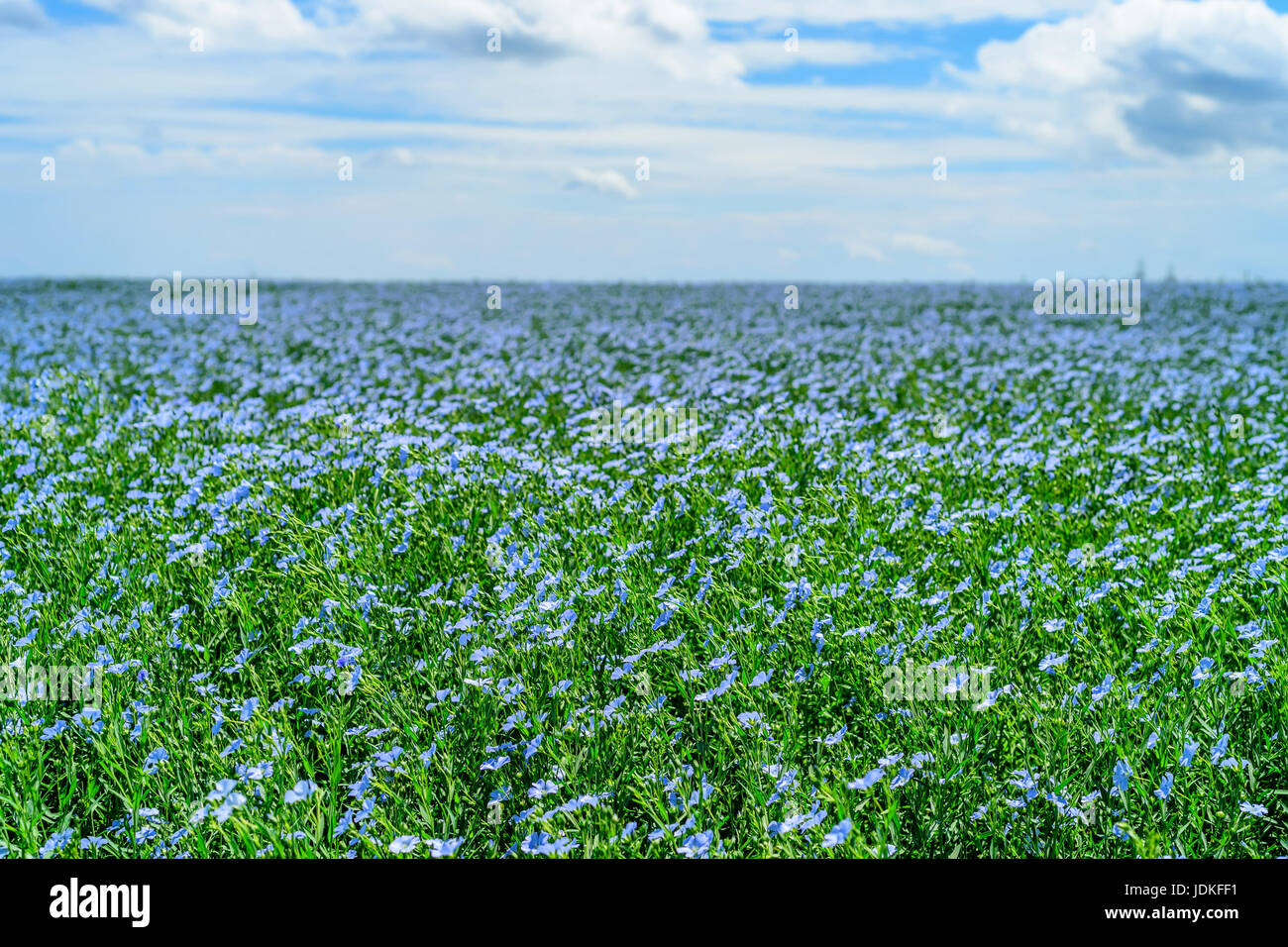 Beautiful natural background with flowering flax field Stock Photo - Alamy