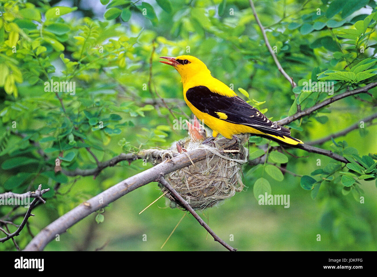 Golden oriole in the nest, Pirol am Nest Stock Photo - Alamy