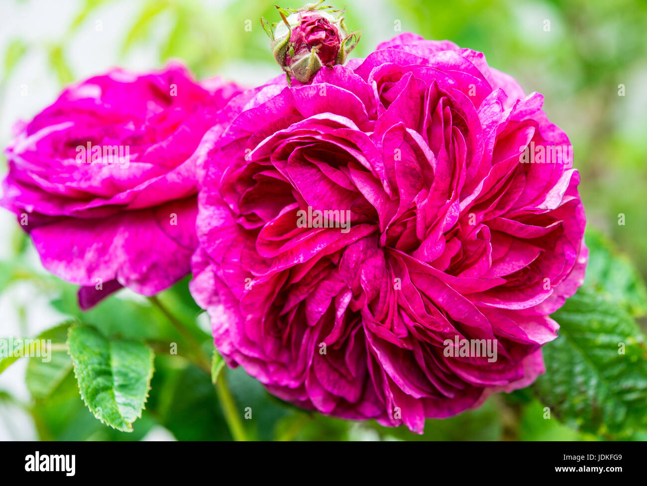David austin roses hi-res stock photography and images - Alamy
