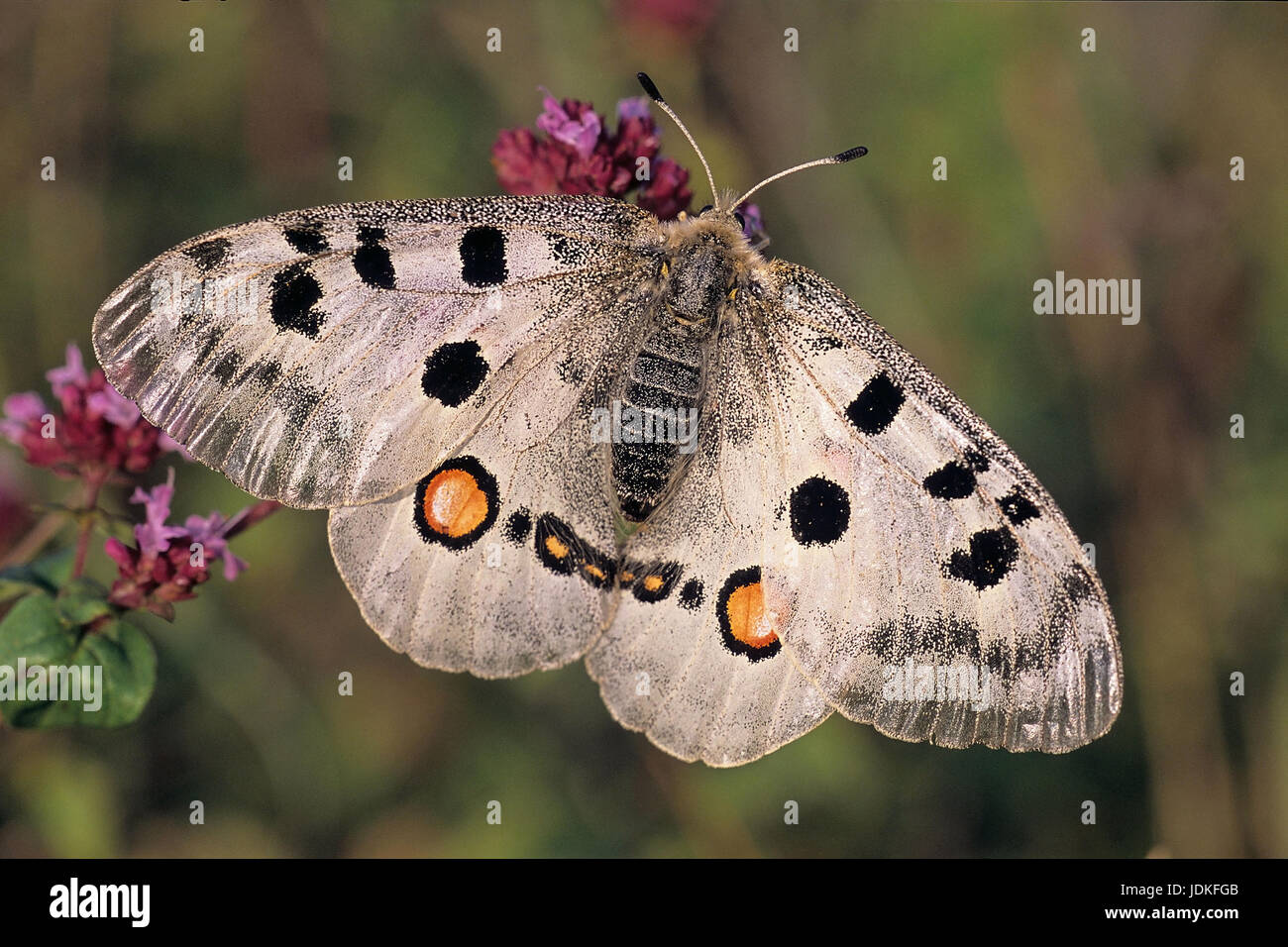 Apollofalter (Parnassius apollo) / Butterfly (Parnassius apollo Stock ...