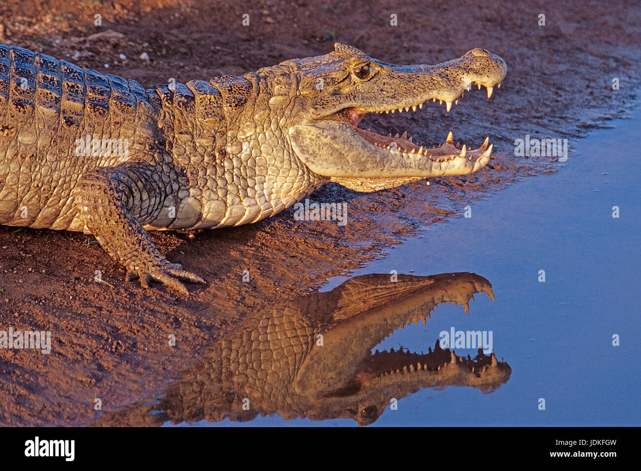 Crocodil hi-res stock photography and images - Alamy
