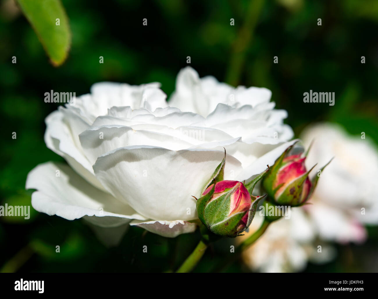 Winchester Cathedral Rose Stock Photo - Alamy